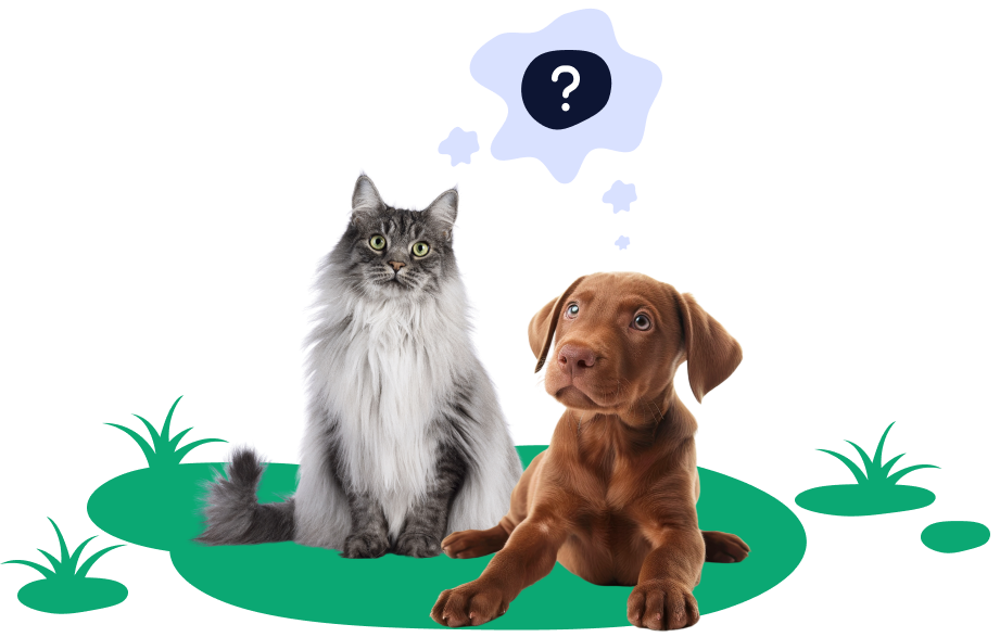 Pet Insurance Comparison Guide | Get a Free Quote