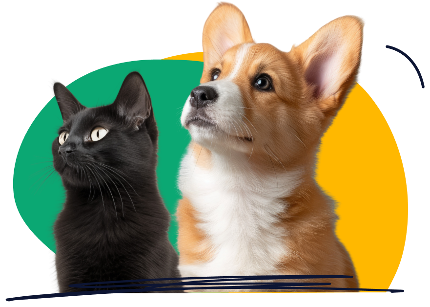 Pet Insurance 101 | Pet Insurance Quotes