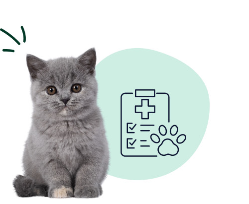 Cat Insurance | Pet Insurance Quotes