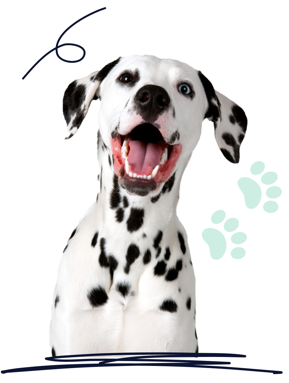 Dog Insurance | Pet Insurance Quotes